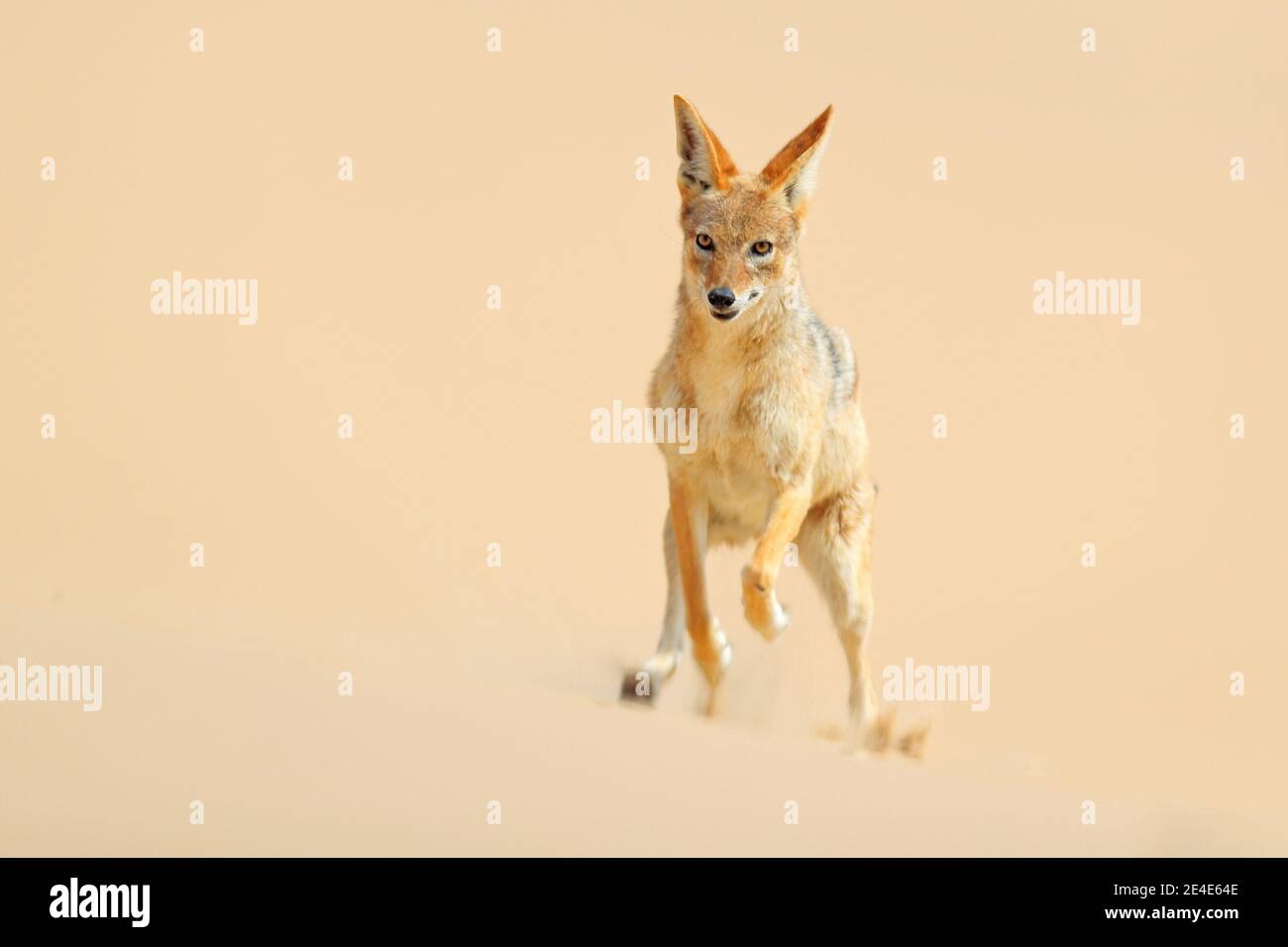 Jackal face running on the sand dune in the Namib desert. Hot day in ...