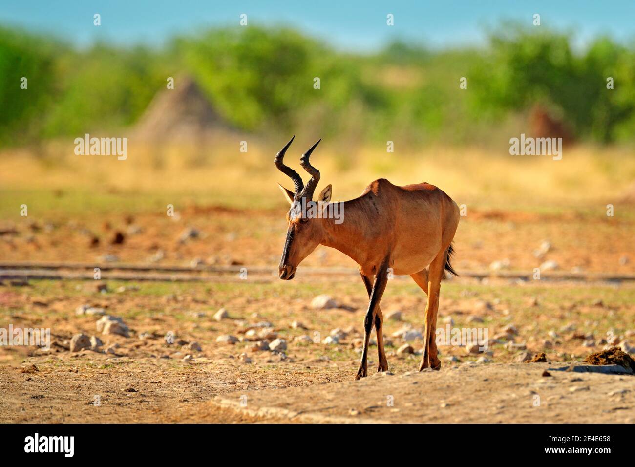 Hartebeest In The Grass Namibia In Africa Red Alcelaphus Buselaphus Caama Detail Portrait