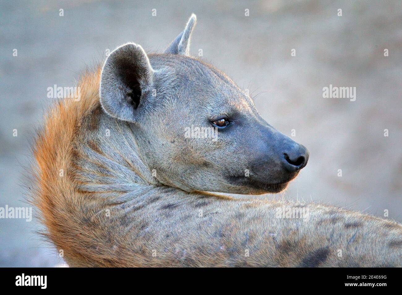 Hyena in savannah. Hyena, detail portrait. Spotted hyena, Crocuta ...