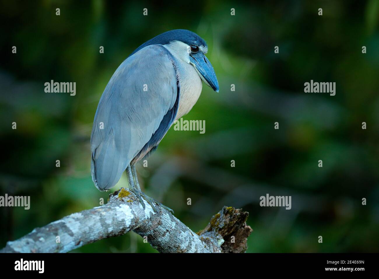Natural habitat in yucatan hi-res stock photography and images - Alamy