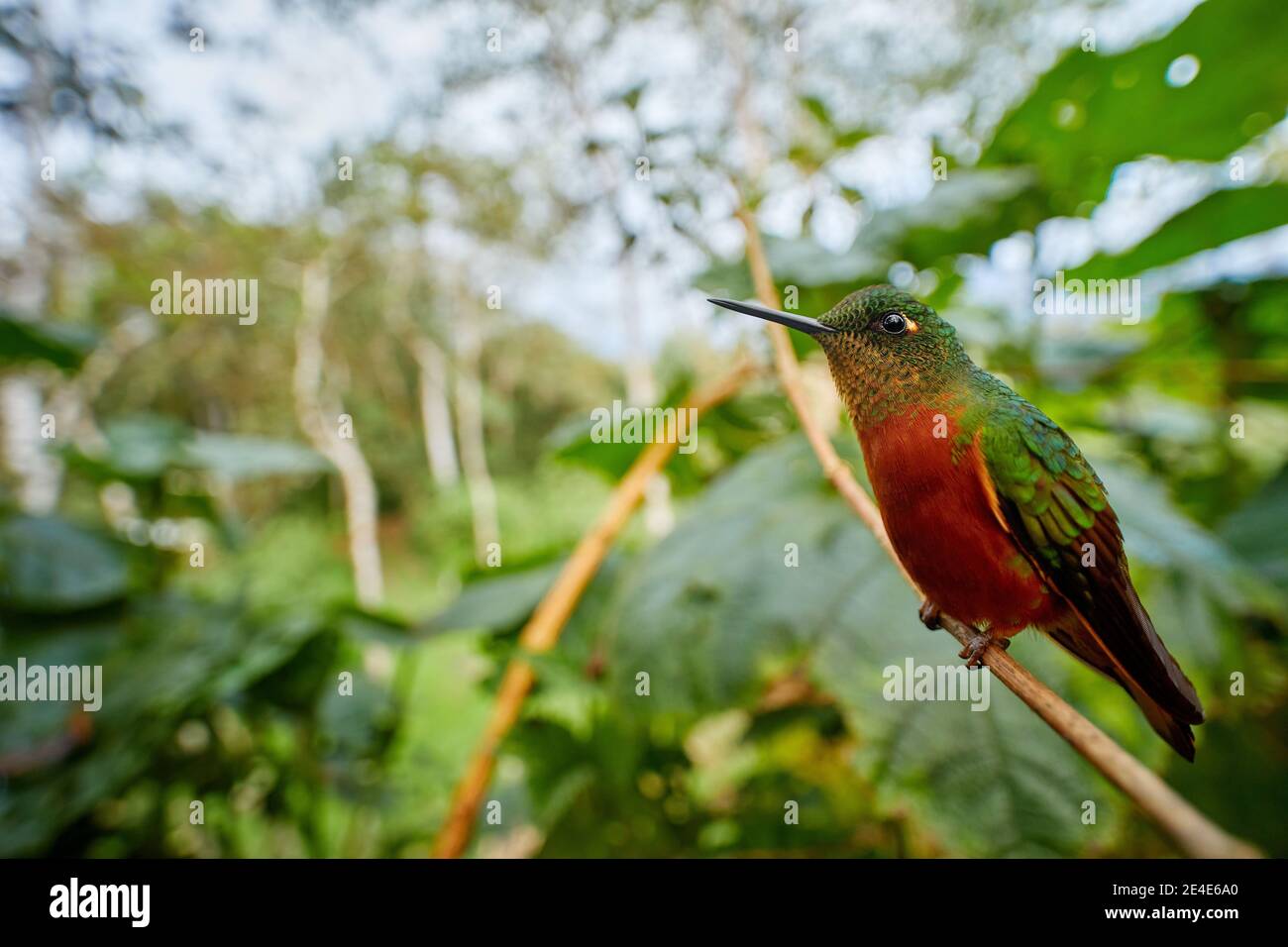 Hummingbird in the habitat, wide angle in tropic forest. Hummingbird ...