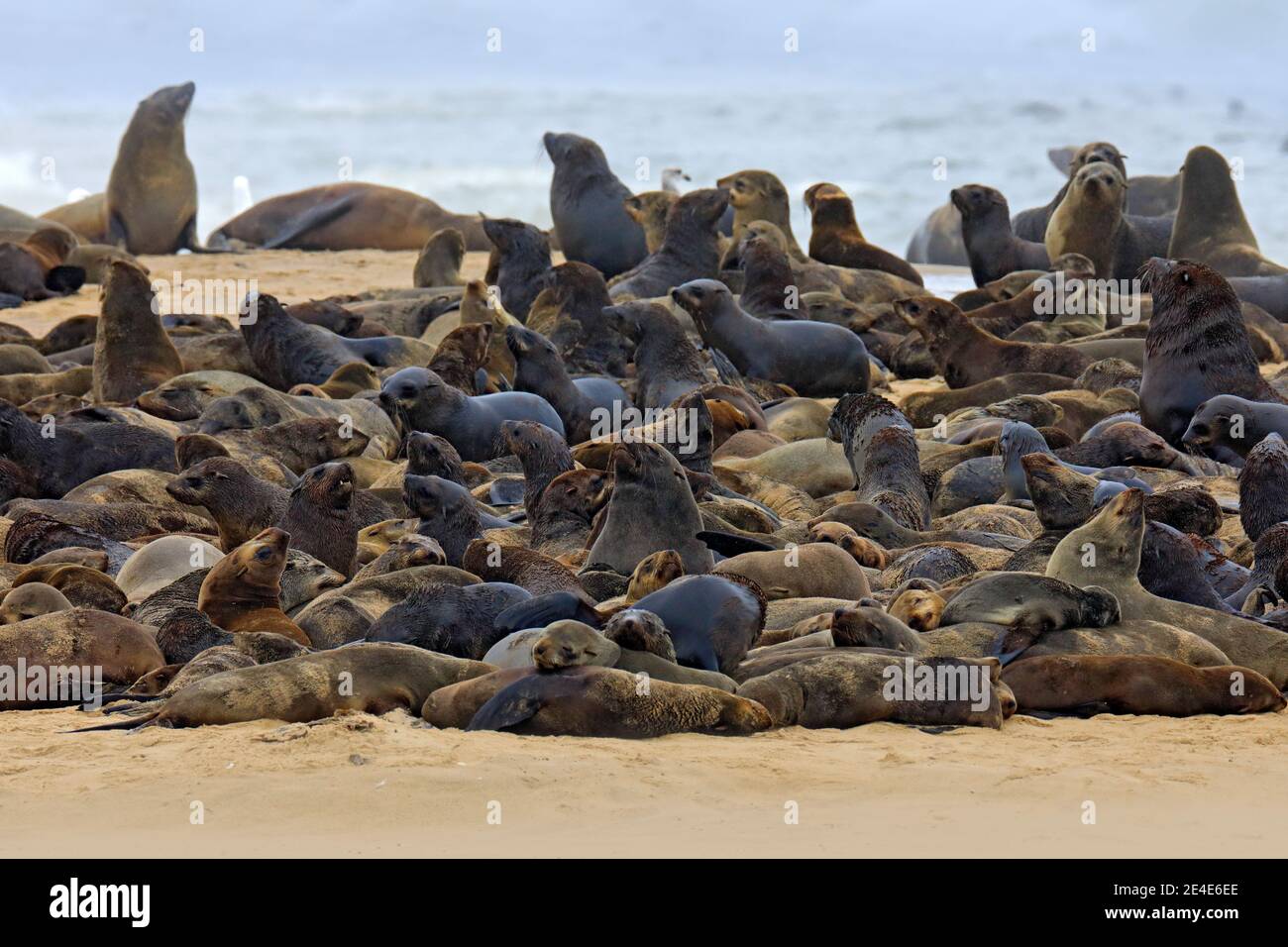 Walvis bay nature reserve hi-res stock photography and images - Alamy