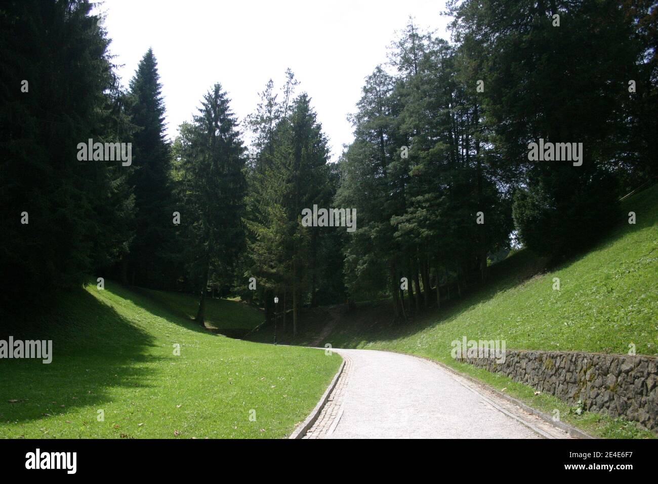 A path leading uphill, surrounded by a beautiful green meadow and pine ...