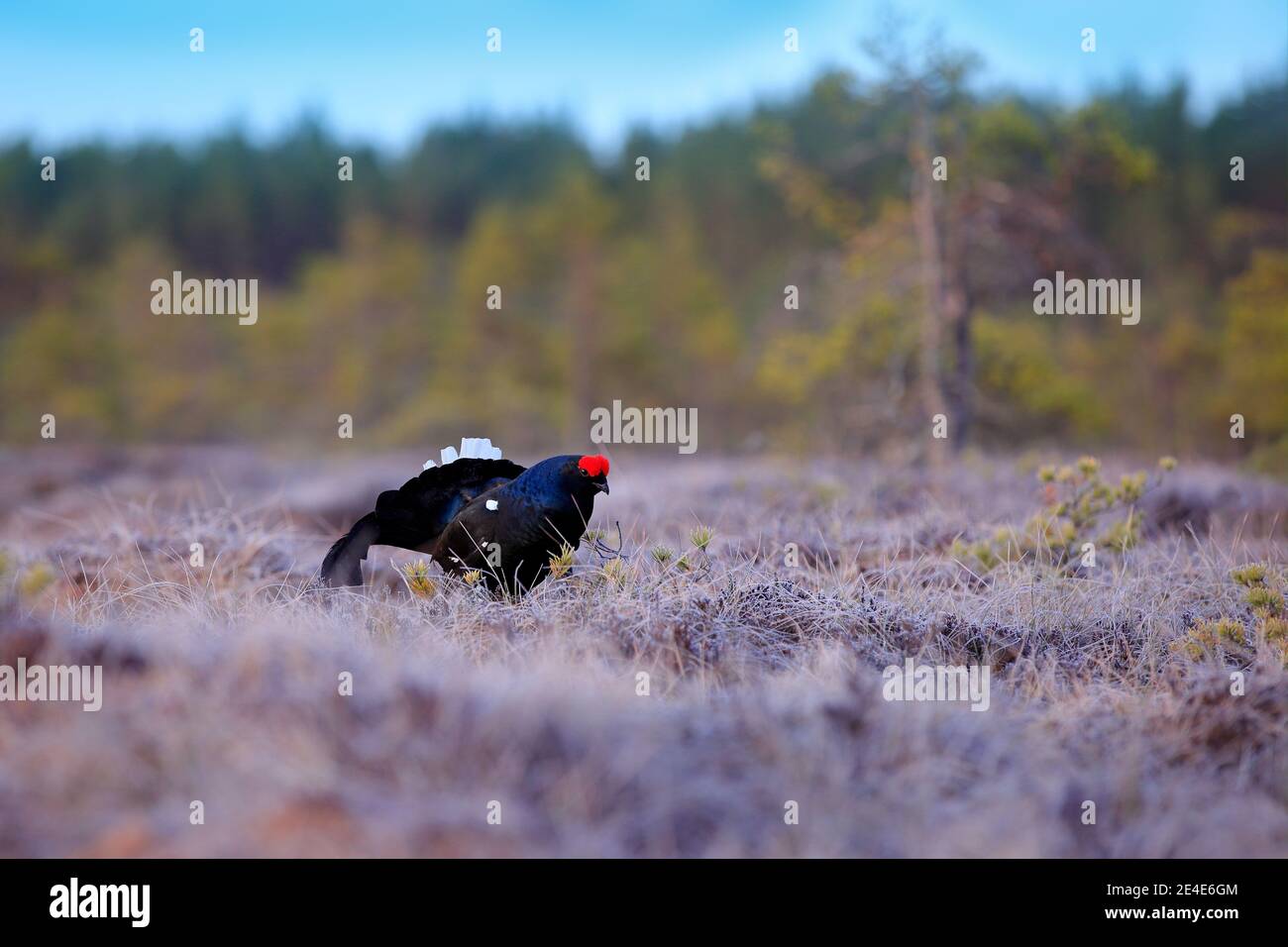 Black grouse on the pine tree. Nice bird Grouse, Tetrao tetrix, in ...