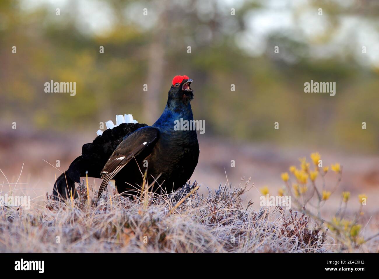 Black grouse on the pine tree. Nice bird Grouse, Tetrao tetrix, in ...