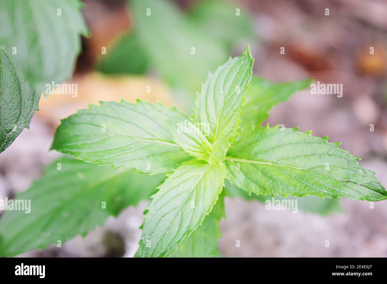 Fresh homemade greens from the garden. Selective focus. nature Stock ...