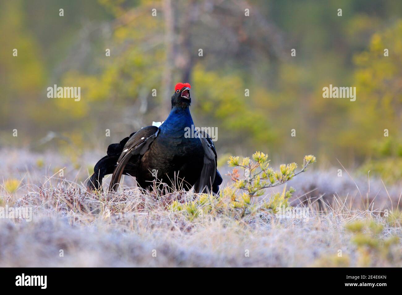 Black grouse on the pine tree. Nice bird Grouse, Tetrao tetrix, in ...