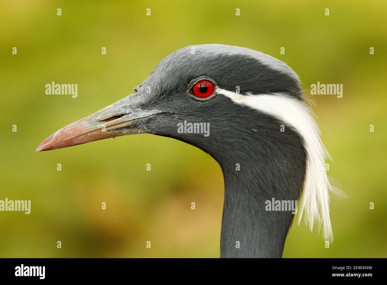 Detail portrait of beautiful crane. Bird in green nature habitat, India ...