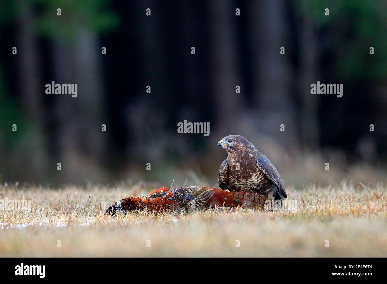 Raven with kill pheasant carcass on the forest meadow. Black bird raven ...