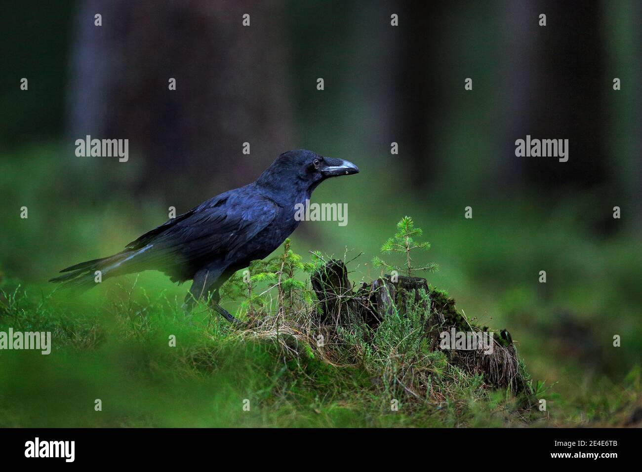Raven with kill pheasant carcass on the forest meadow. Black bird raven ...