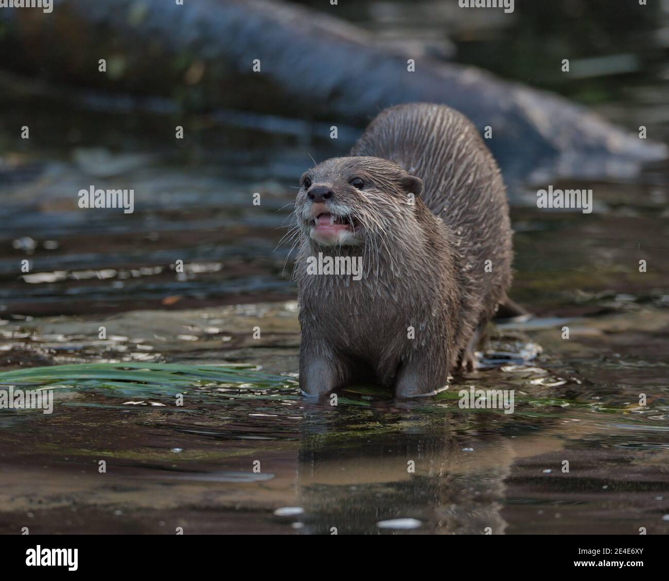 Asian otter photography hi-res stock photography and images - Alamy