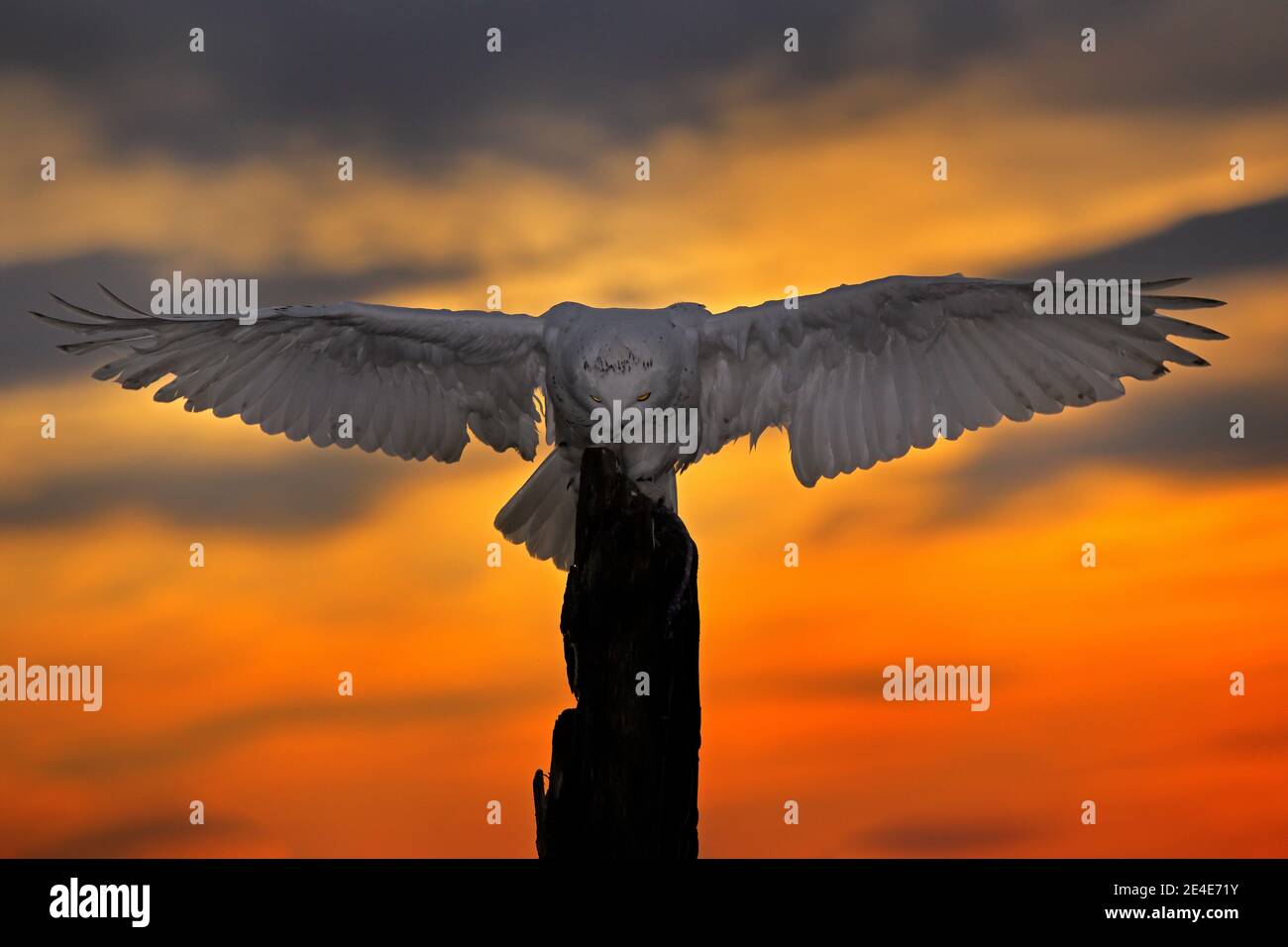 Owl light hi-res stock photography and images - Alamy