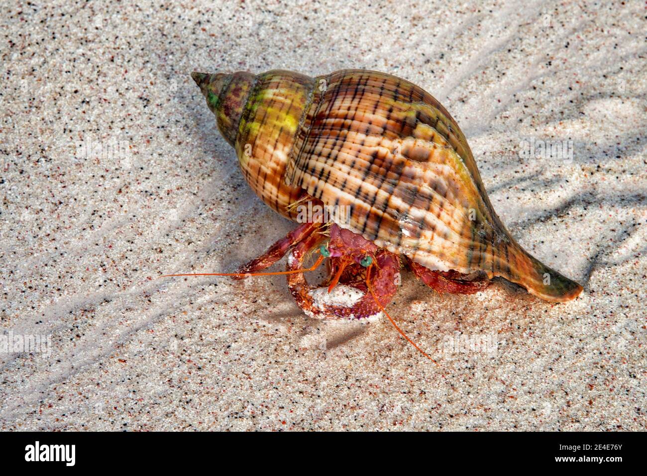 Crabby hi-res stock photography and images - Alamy