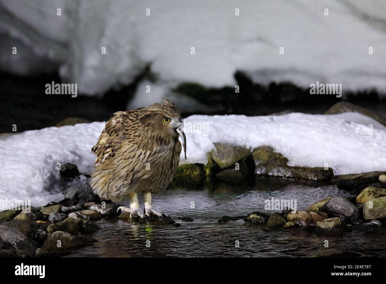 Blakiston's fish owl, Bubo blakistoni, largest living species of fish ...