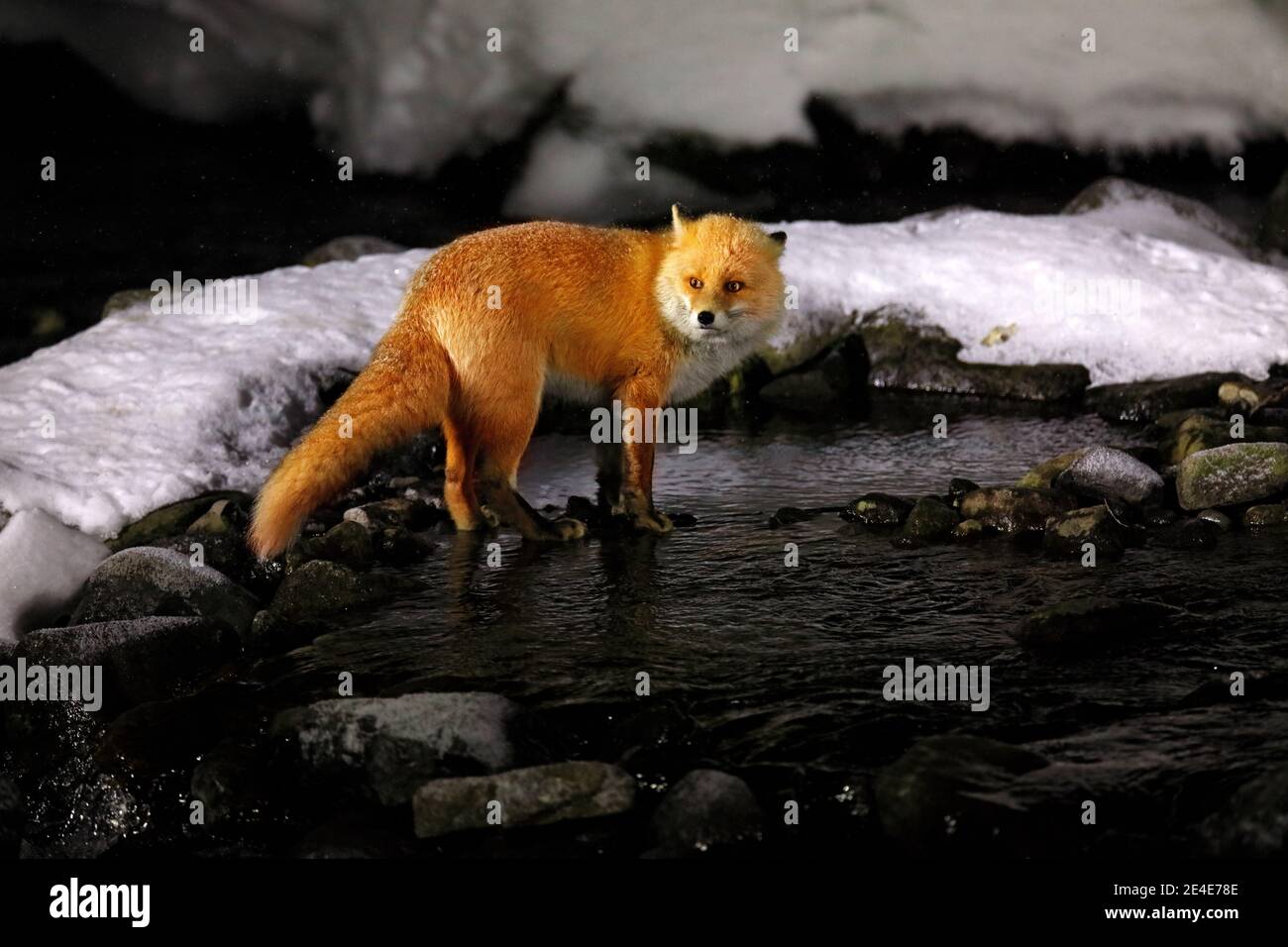 White fox tail hi-res stock photography and images - Alamy