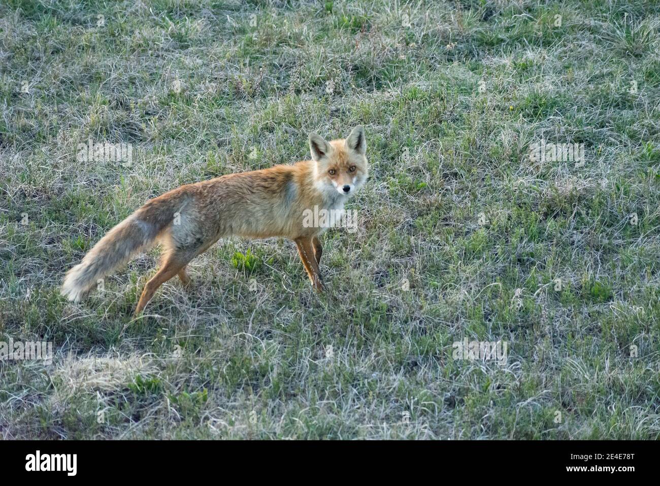 Adult red fox hi-res stock photography and images - Alamy
