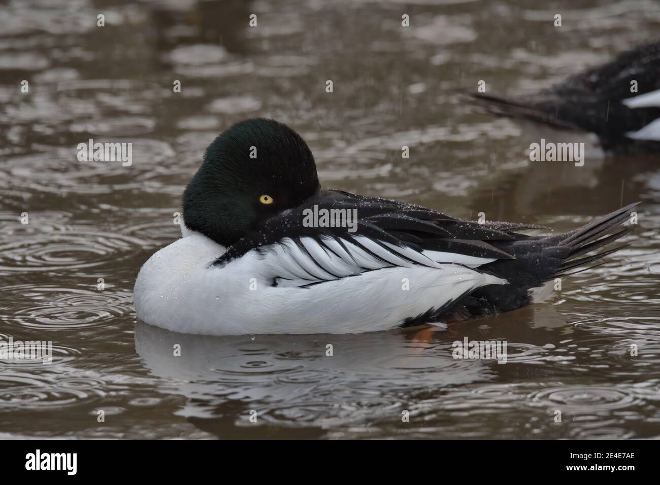 Goldeneye duck uk hi-res stock photography and images - Alamy