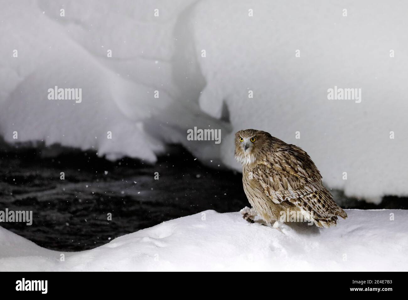 Blakiston's fish owl, Bubo blakistoni, largest living species of fish ...