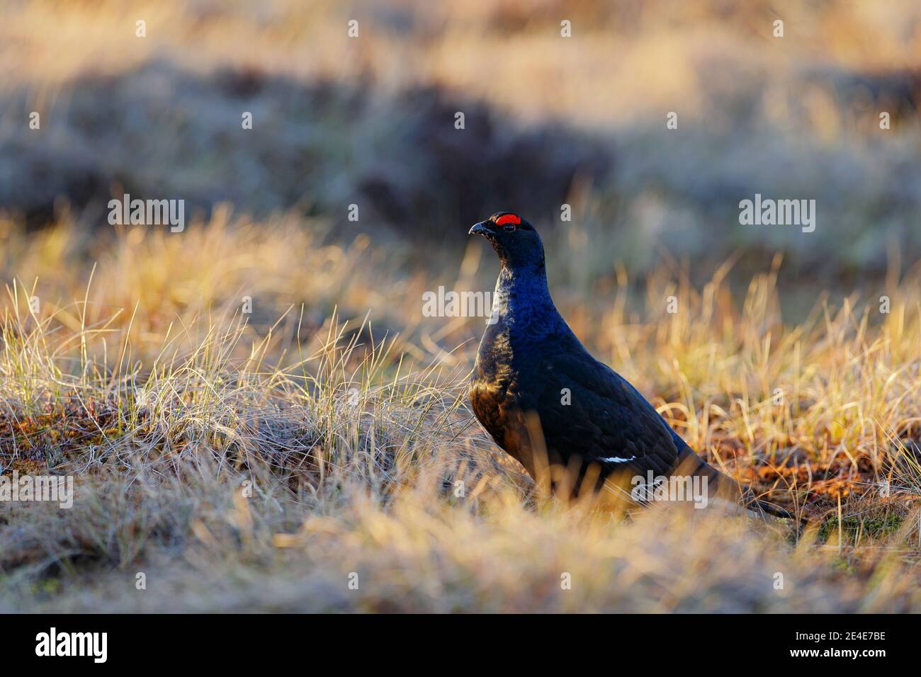 Black grouse on the pine tree. Nice bird Grouse, Tetrao tetrix, in ...