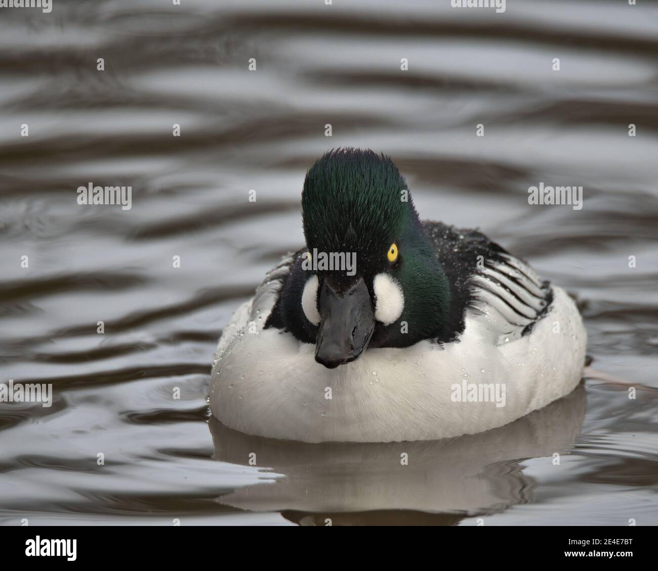 Goldeneye duck uk hi-res stock photography and images - Alamy