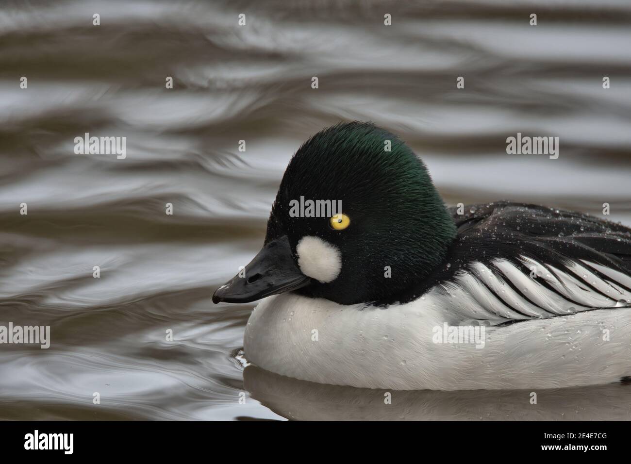 Common goldeneye , Bucephala clangula Stock Photo - Alamy