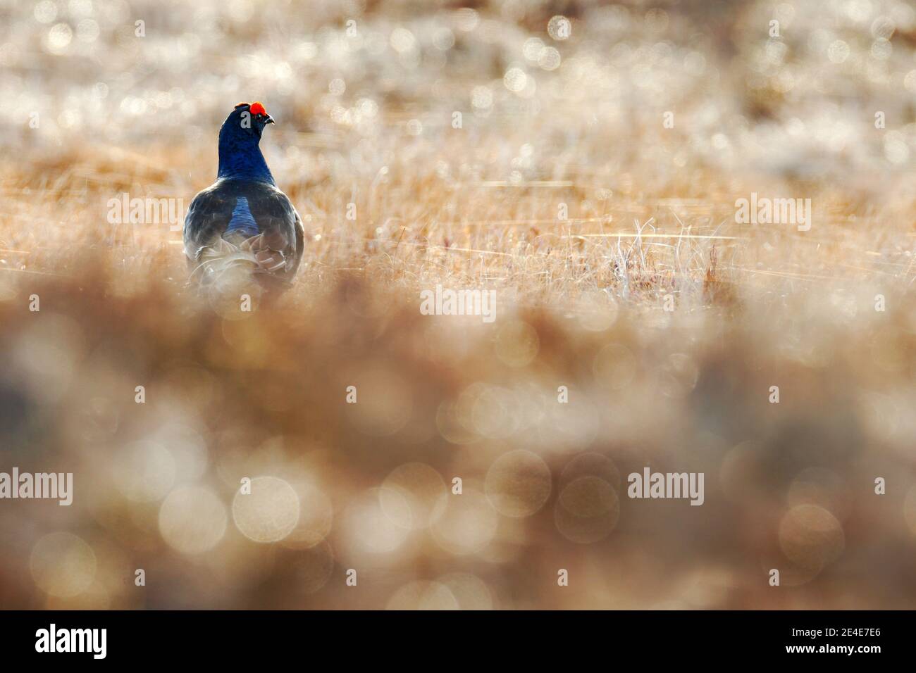 Black grouse on the pine tree. Nice bird Grouse, Tetrao tetrix, in ...