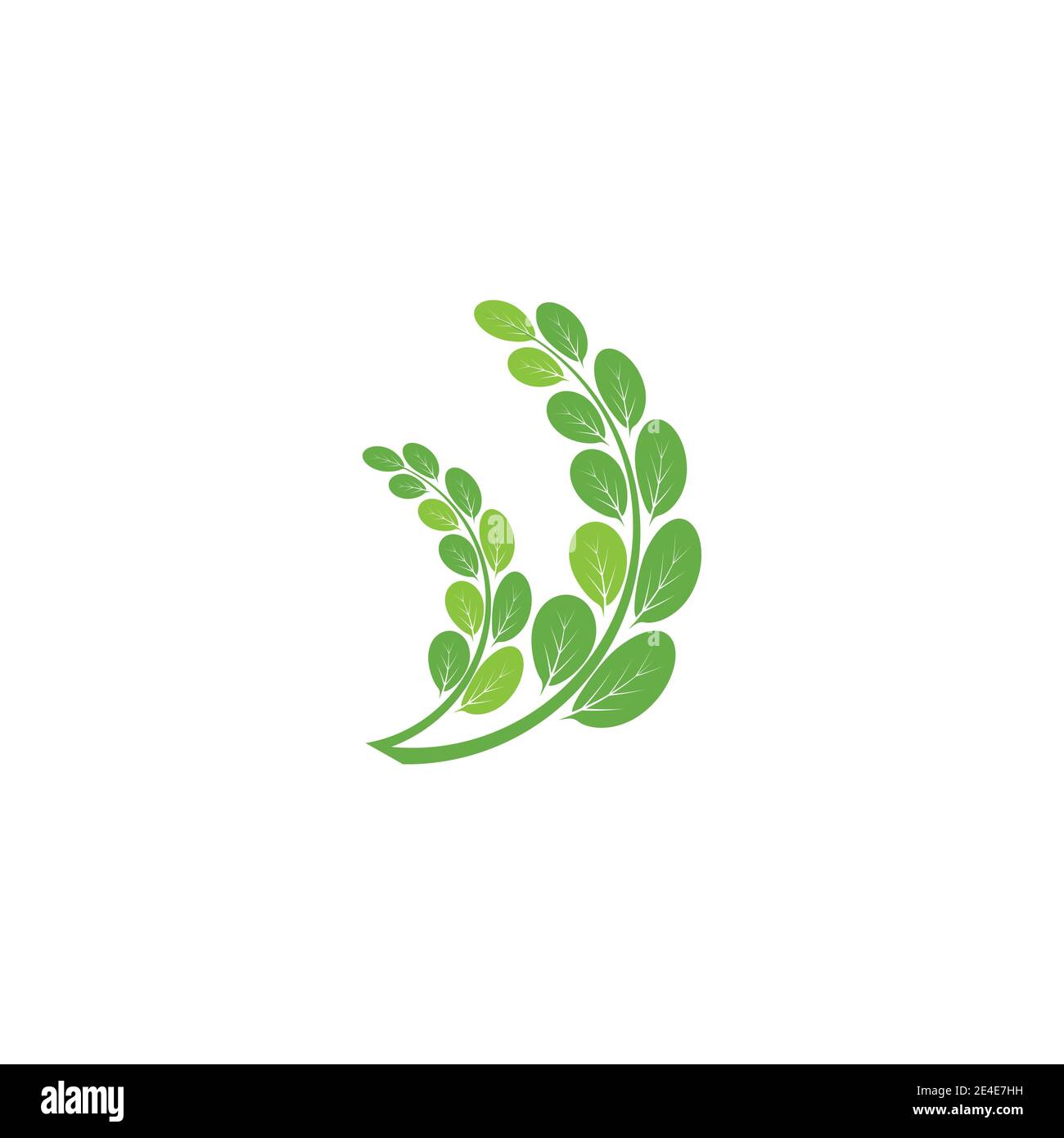 Moringa leaf Logo Template vector symbol nature Stock Vector Image ...