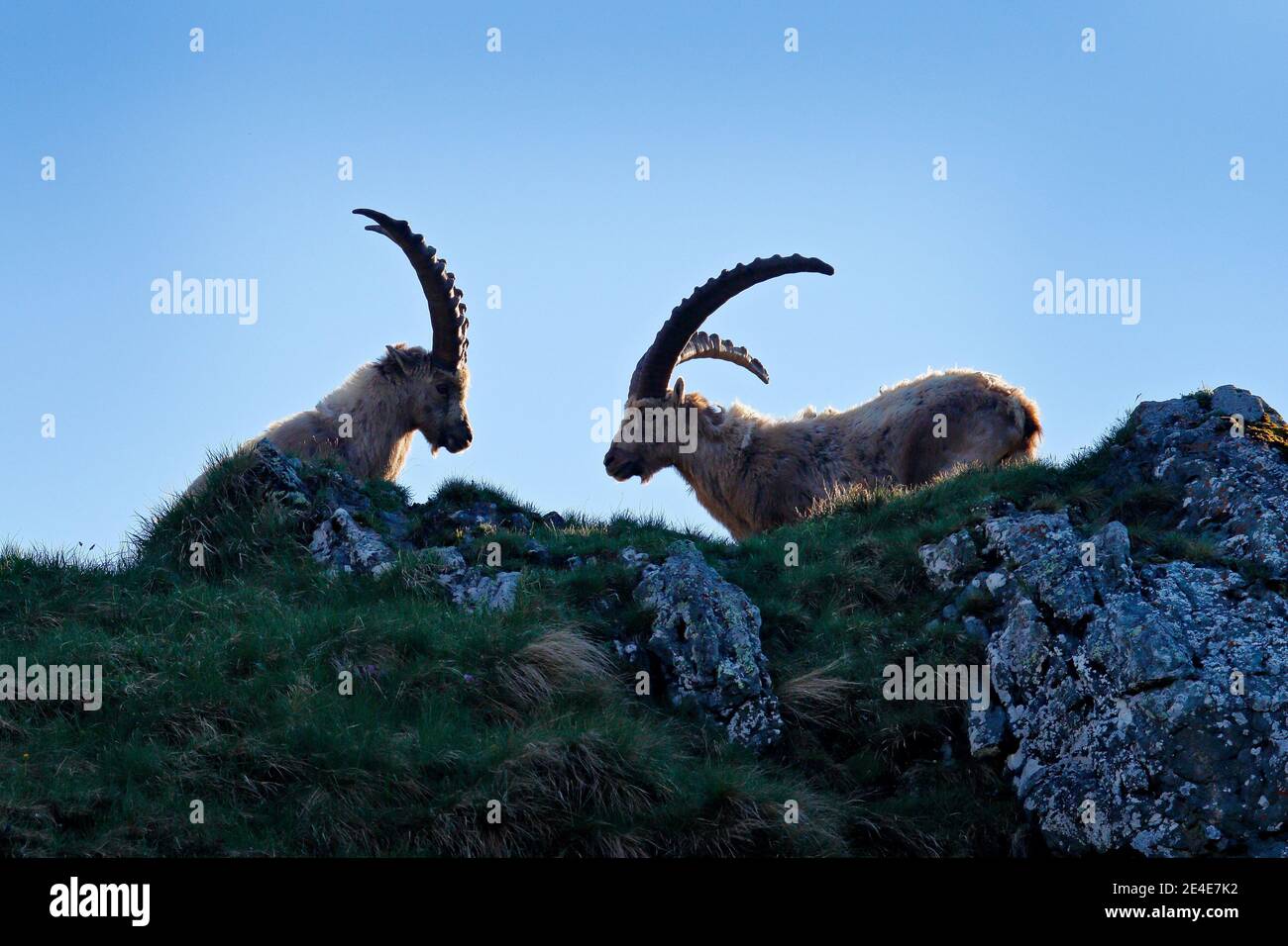 Ibex fight on the rock. Alpine Ibex, Capra ibex, animals in nature ...