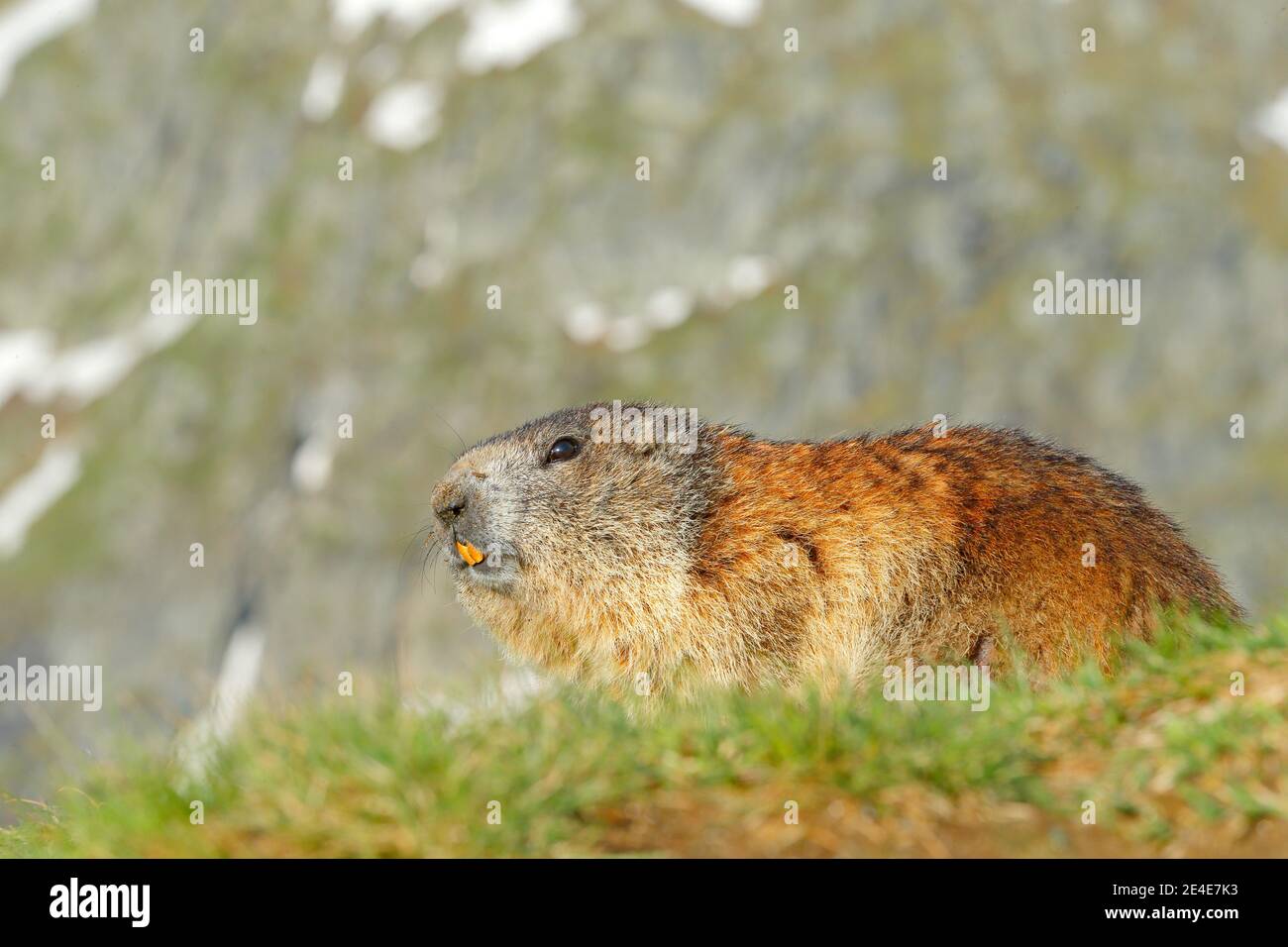 Austria wildlife, funny image, detail of Marmot. Cute fat animal Marmot ...