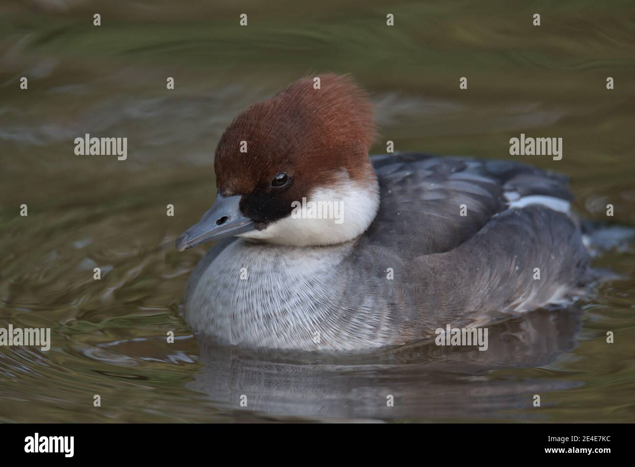Female smew mergellus albellus hi-res stock photography and images - Alamy