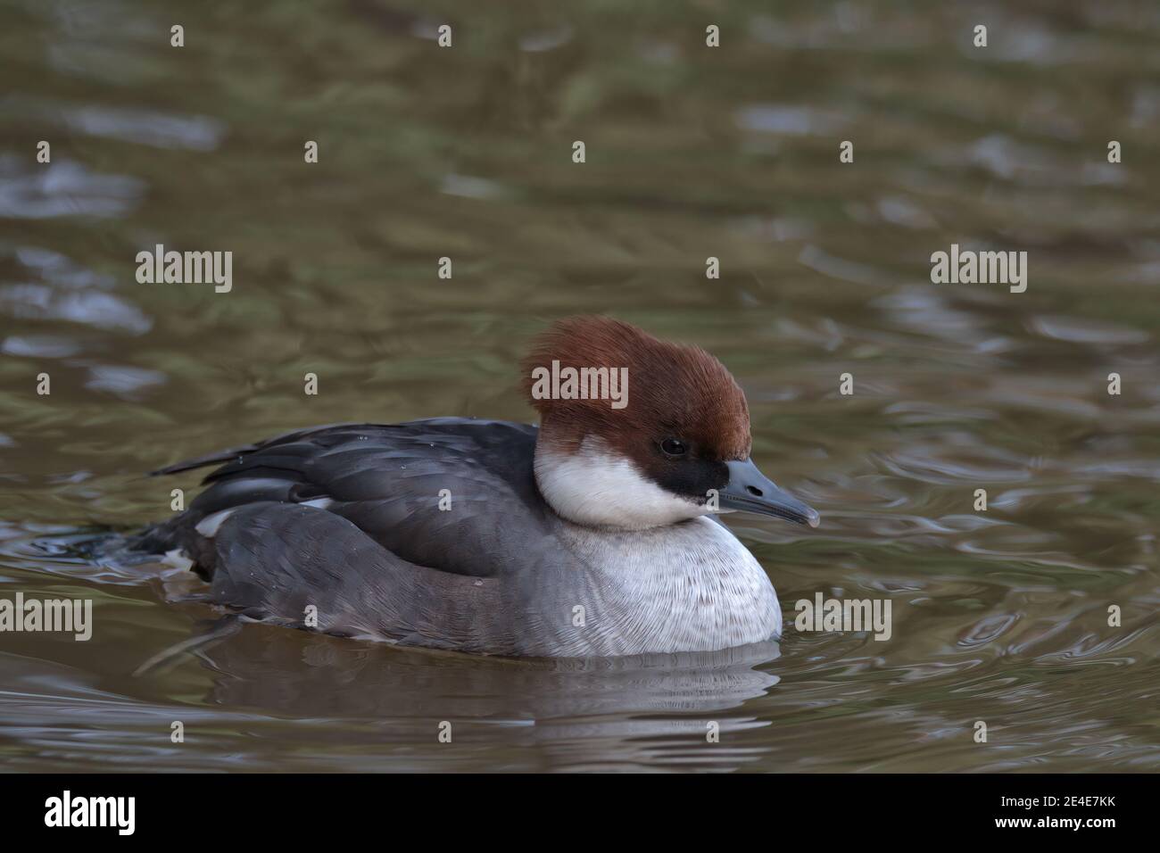 Smew duck hi-res stock photography and images - Alamy