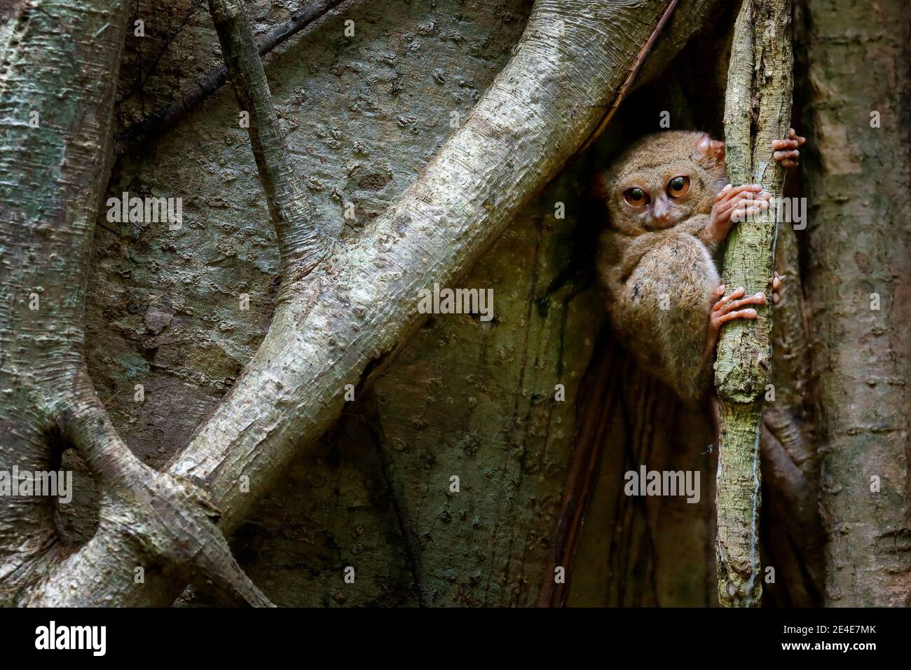 Spectral Tarsier, Tarsius spectrum, portrait of rare nocturnal animal ...