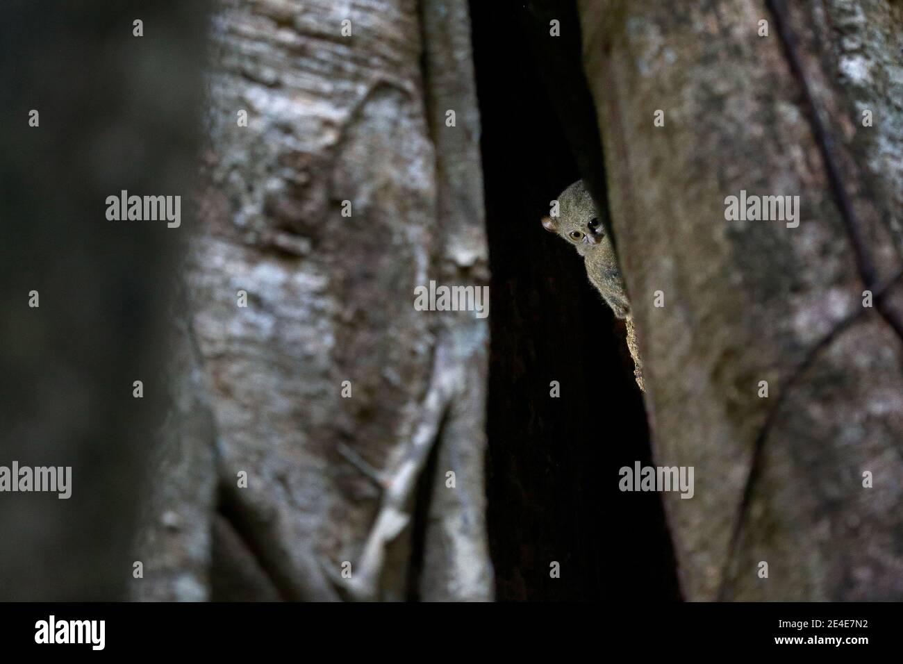 Spectral Tarsier, Tarsius spectrum, portrait of rare nocturnal animal ...