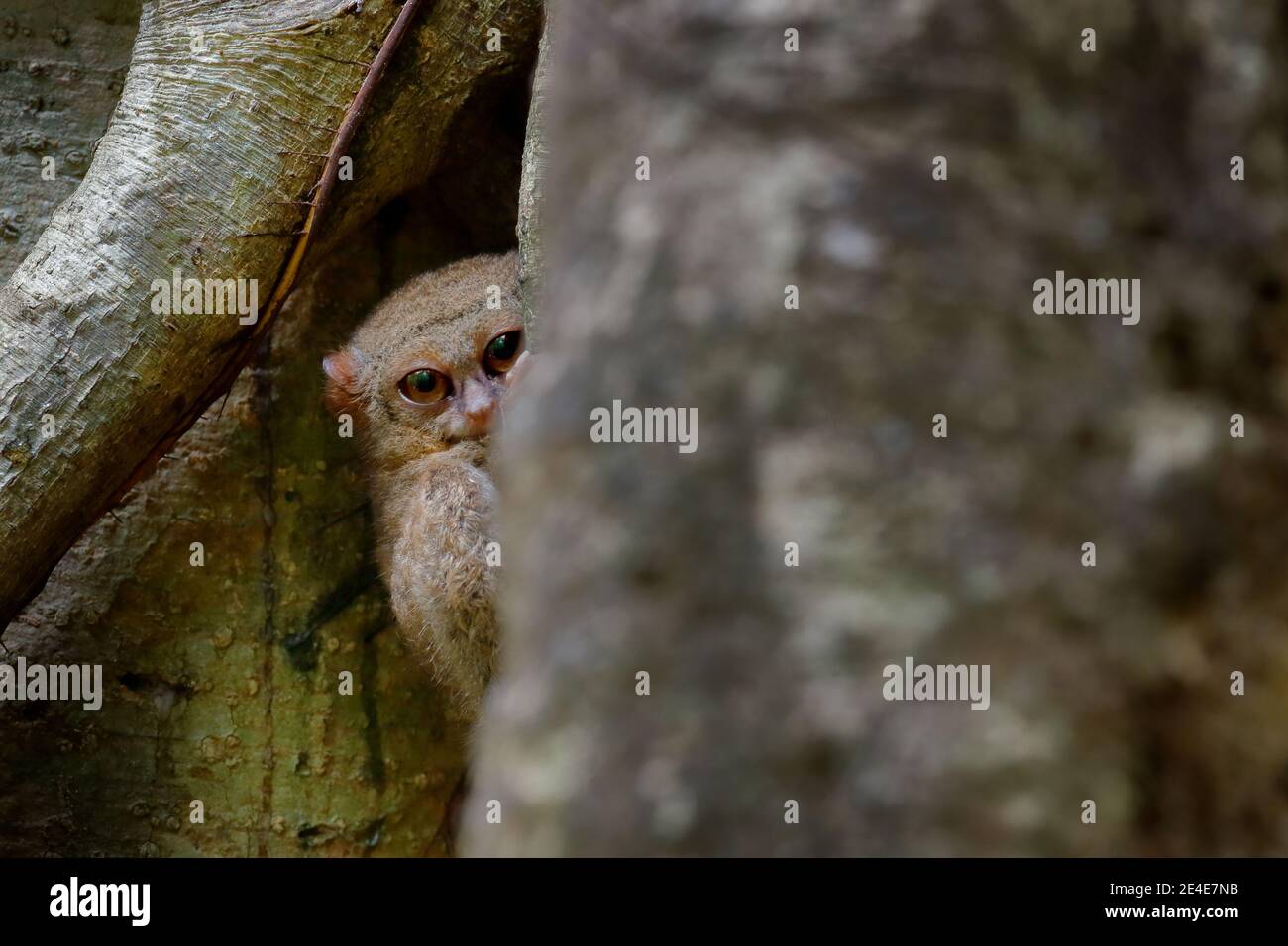 Spectral Tarsier, Tarsius spectrum, portrait of rare nocturnal animal ...