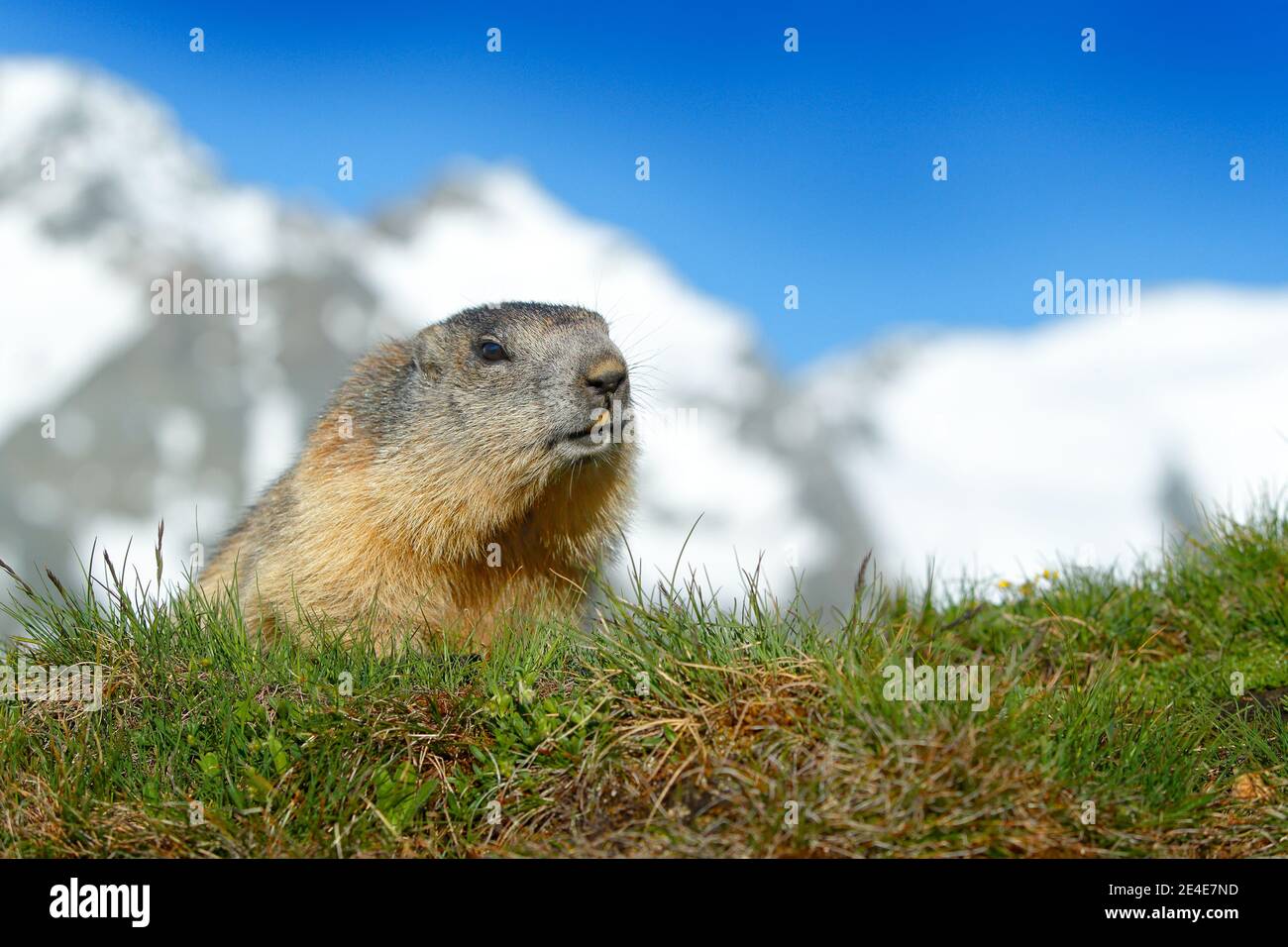 Austria wildlife, funny image, detail of Marmot. Cute fat animal Marmot ...
