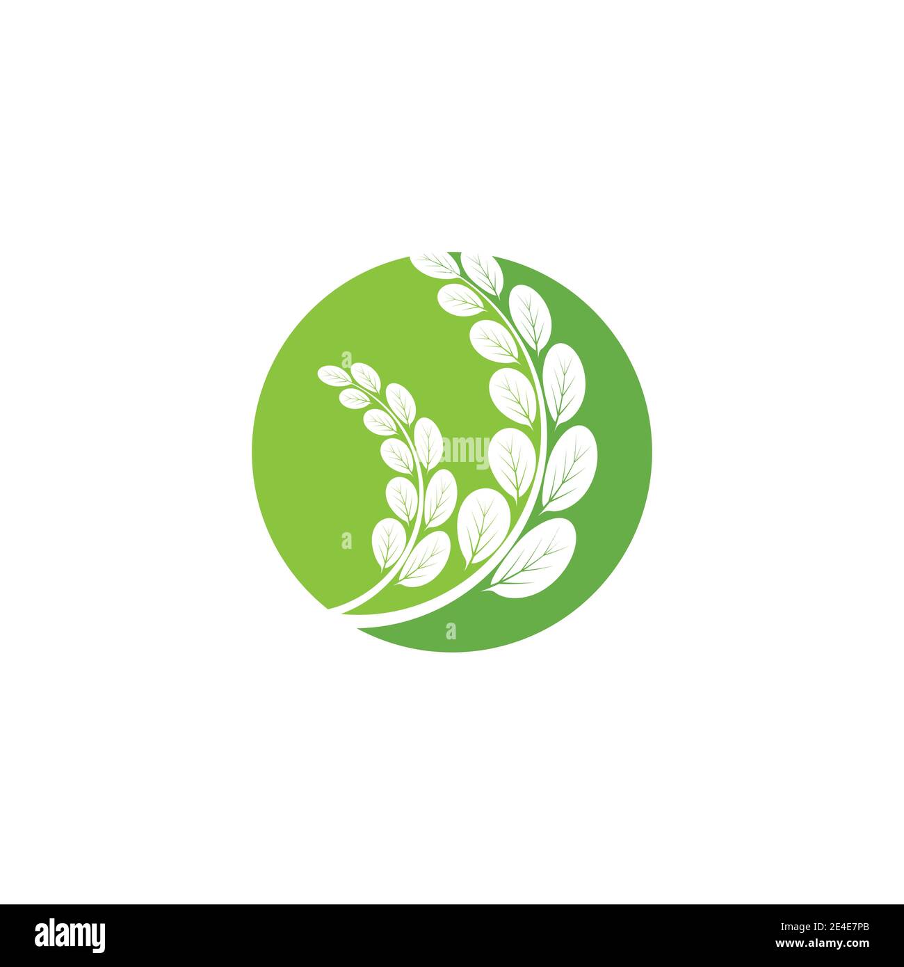 Moringa leaf Logo Template vector symbol nature Stock Vector Image ...