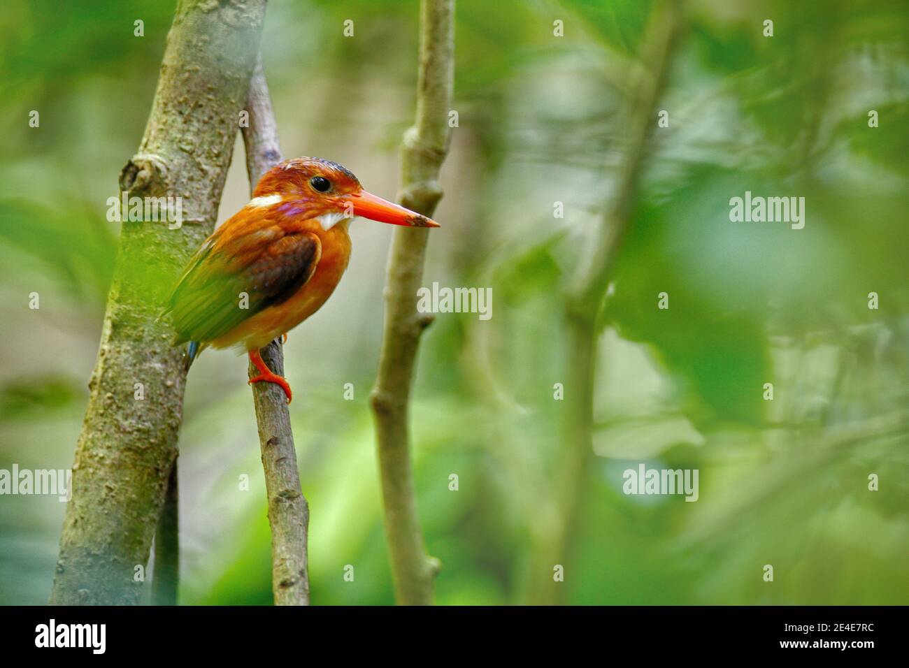 Sulawesi Dwarf Kingfisher, Ceyx fallax, small colourful bird in the ...