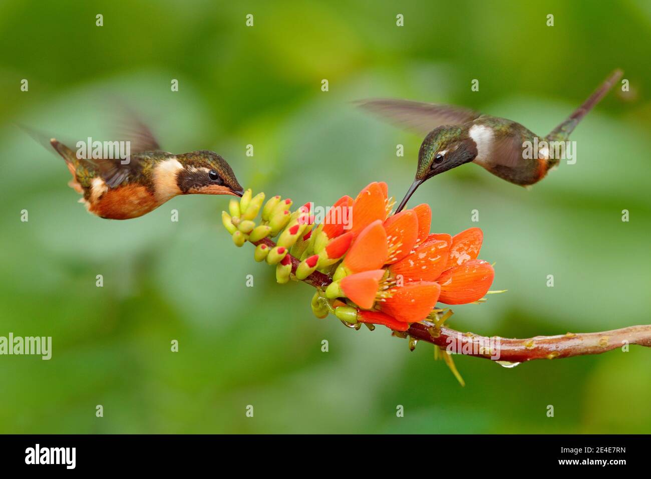 Hummingbirds of peru hi-res stock photography and images - Alamy