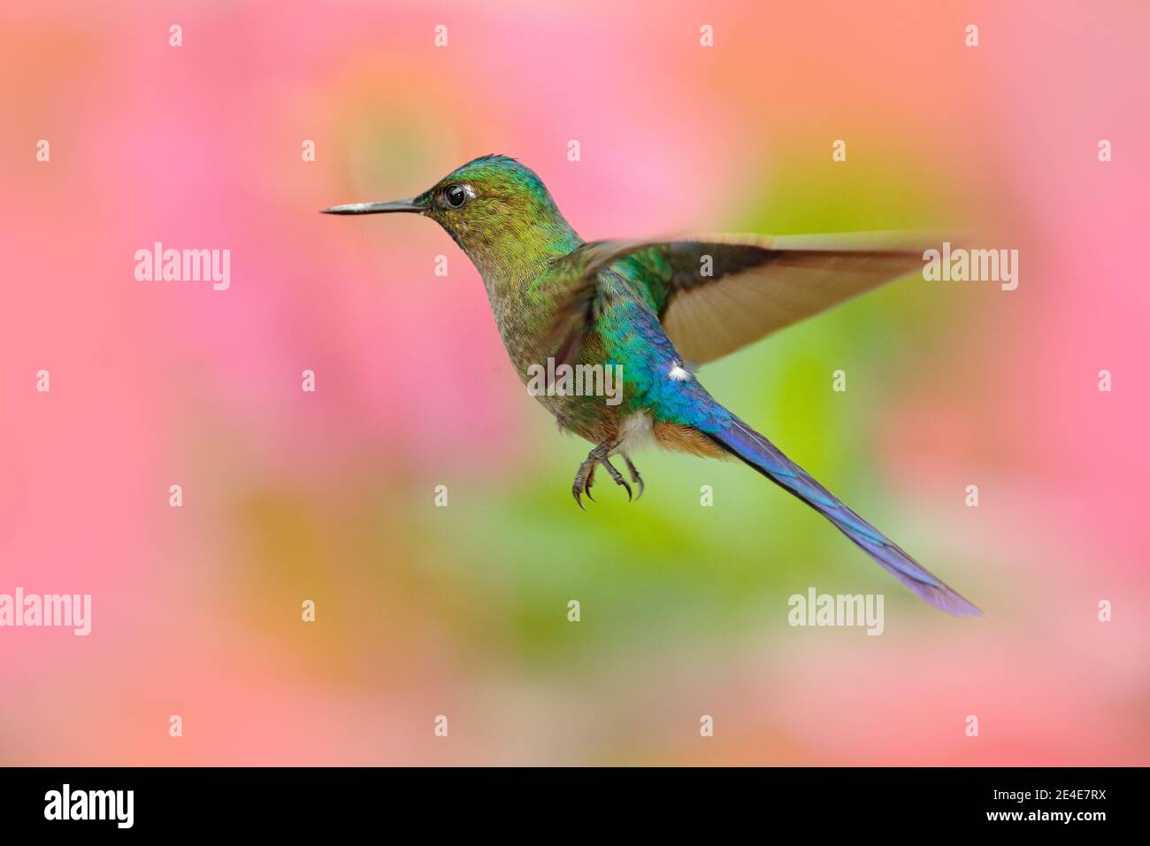 Hummingbird Long-tailed Sylph eating nectar from beautiful pink flower ...