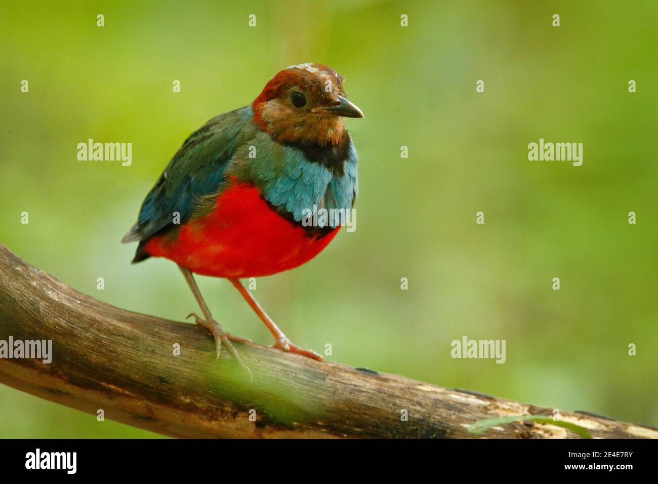 Rare kingfisher hi-res stock photography and images - Alamy