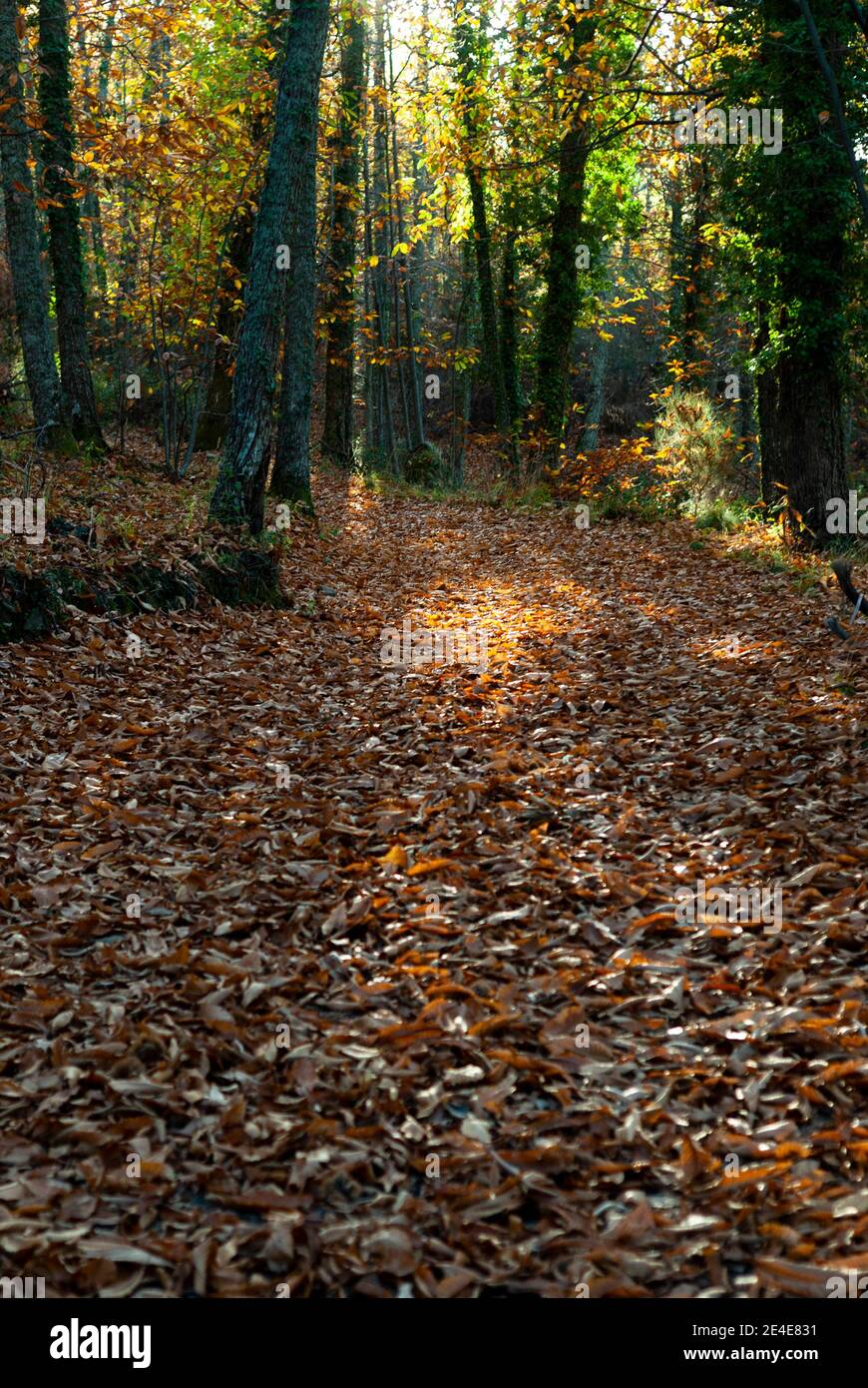 path of fallen leaves in autumn in forest with sun rays Stock Photo - Alamy