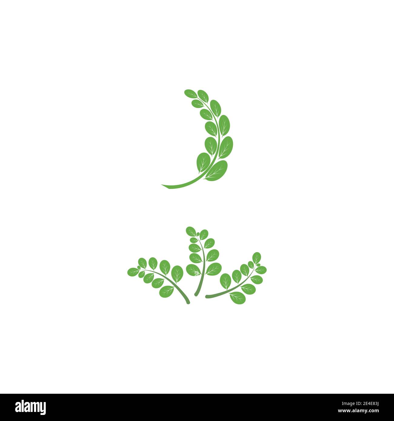 Moringa leaf Logo Template vector symbol nature Stock Vector Image ...
