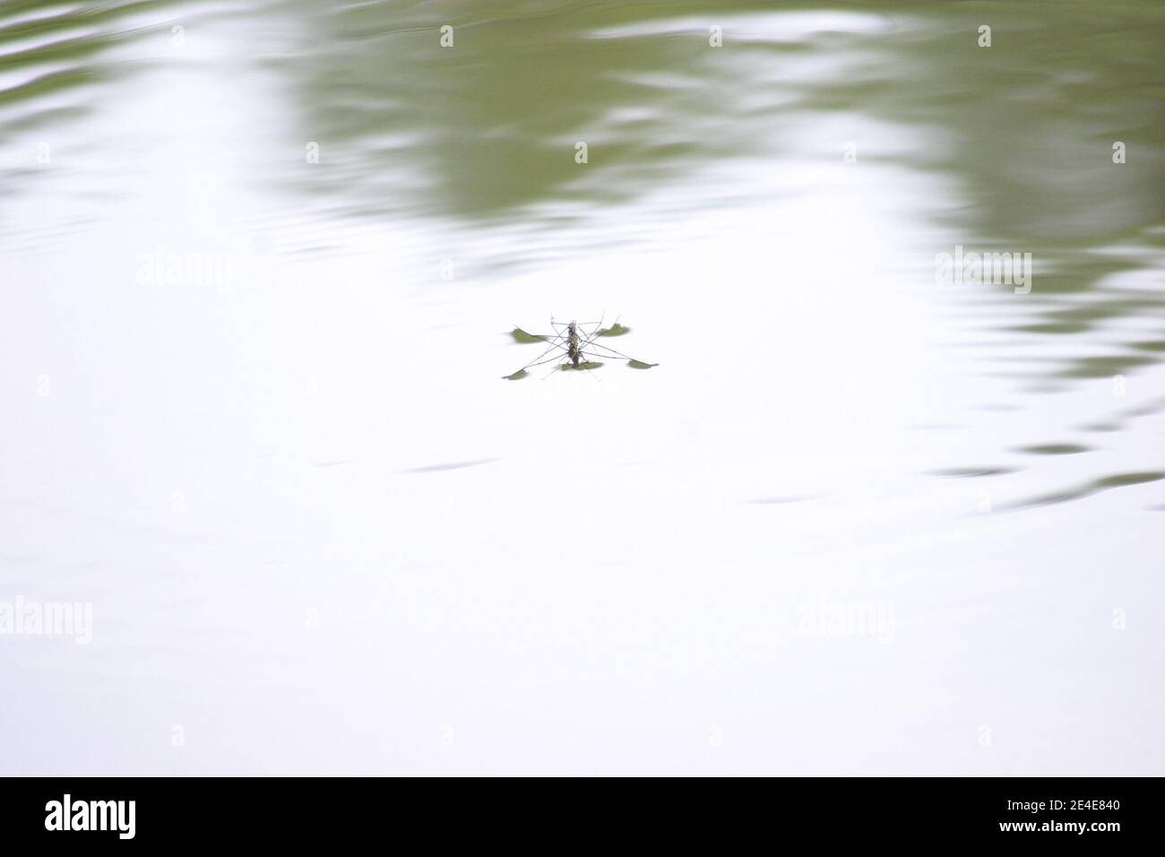 Insect on still water hi-res stock photography and images - Alamy