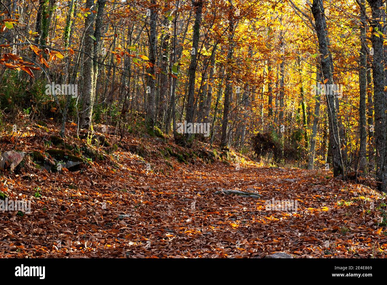 Valley of ambroz hi-res stock photography and images - Alamy