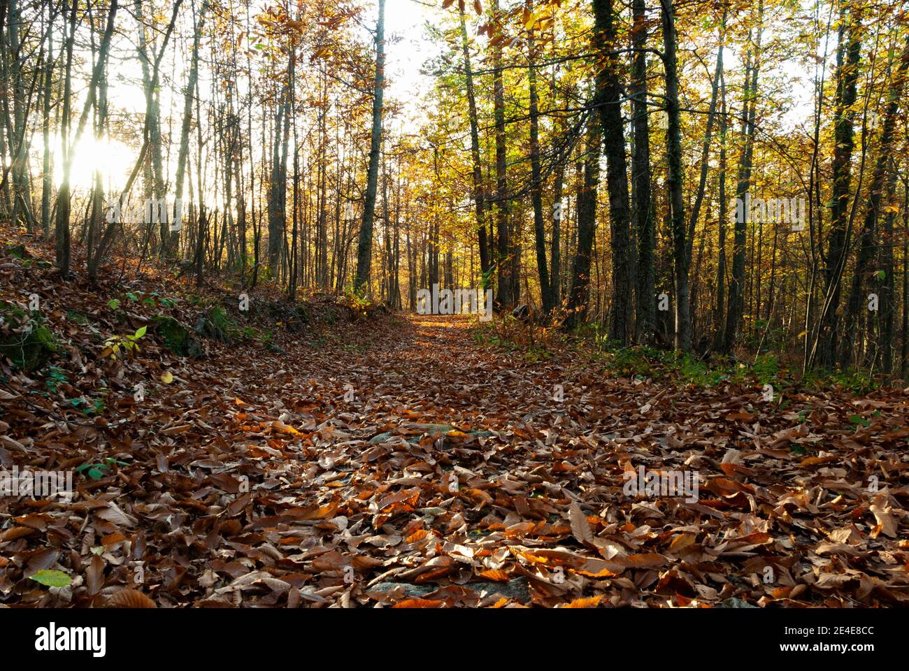 Pathway to paradise hi-res stock photography and images - Alamy