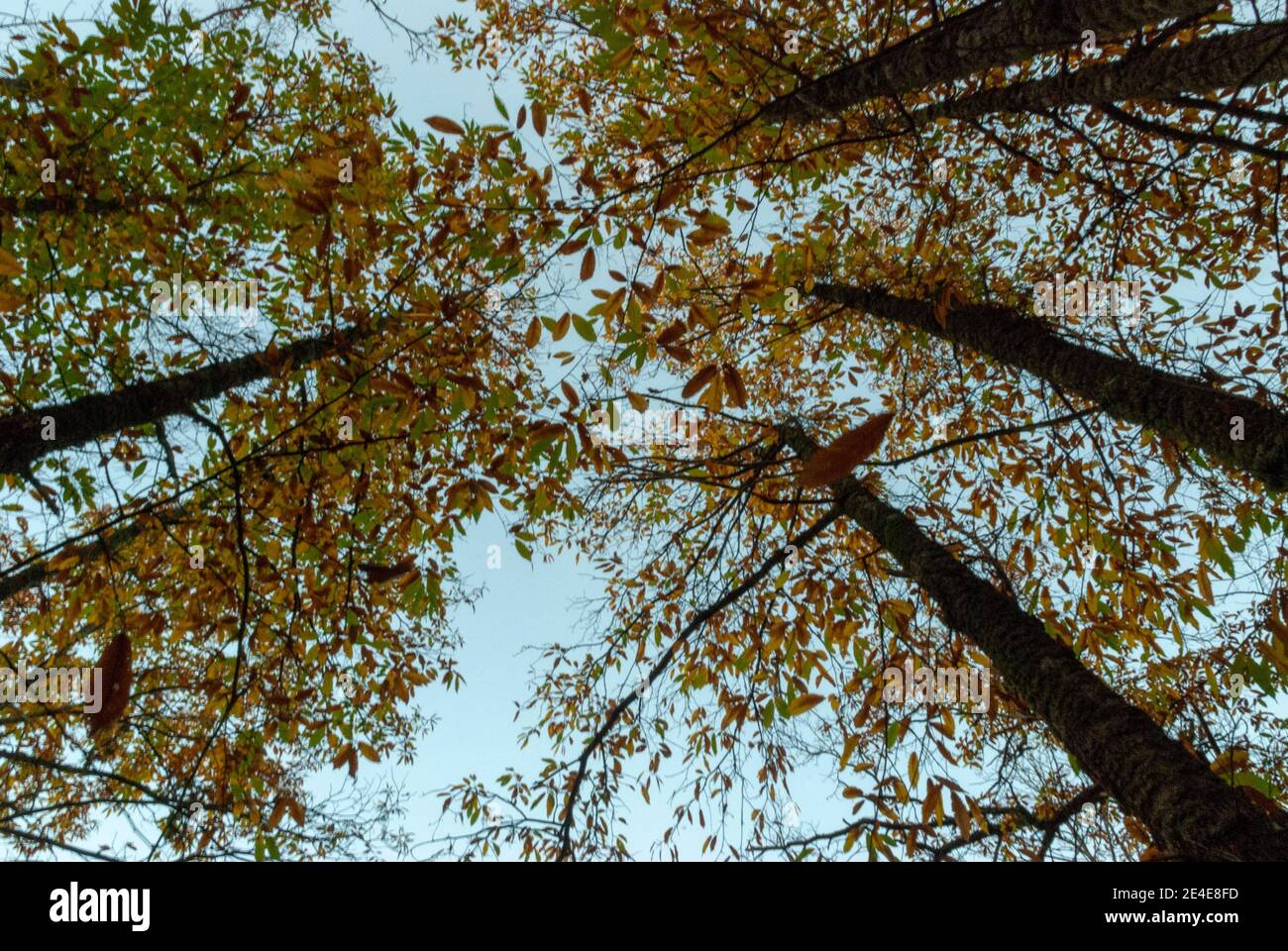 Oak trees from below hi-res stock photography and images - Alamy