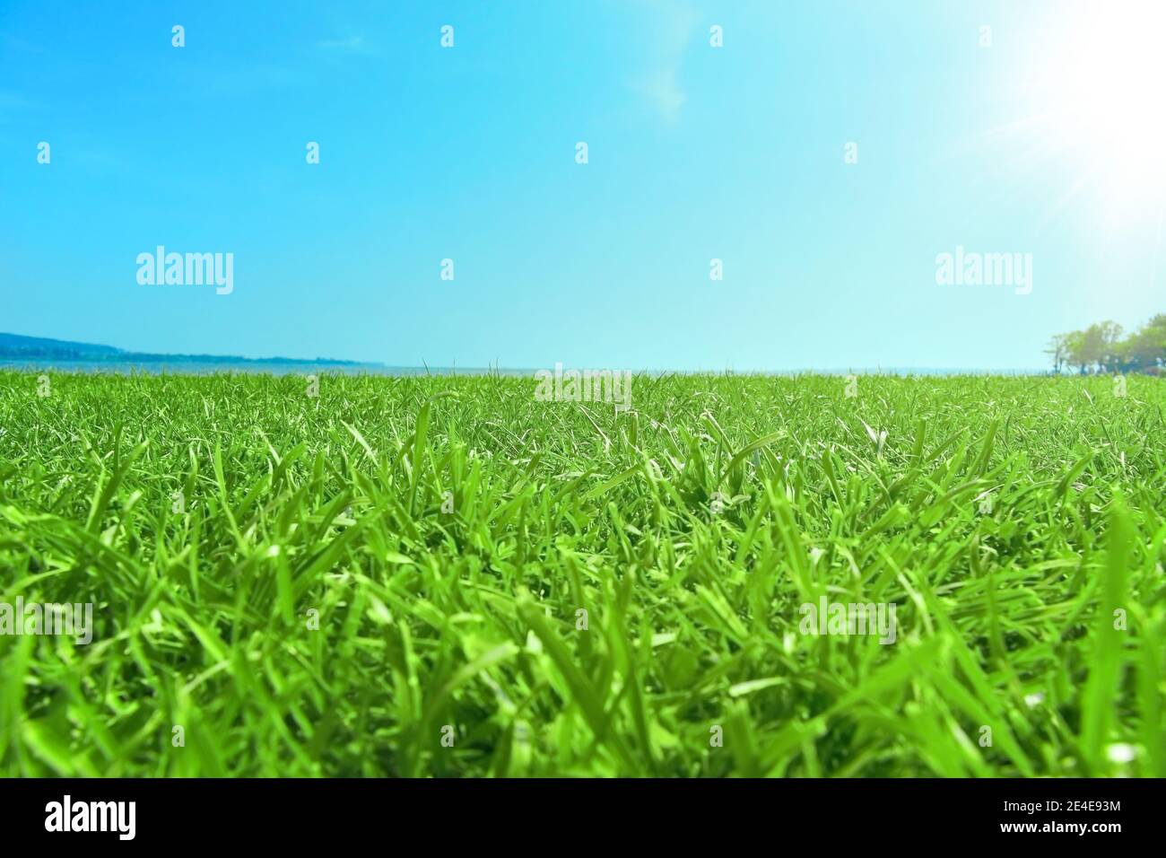 Abstract sunny spring background with grass hi-res stock photography ...