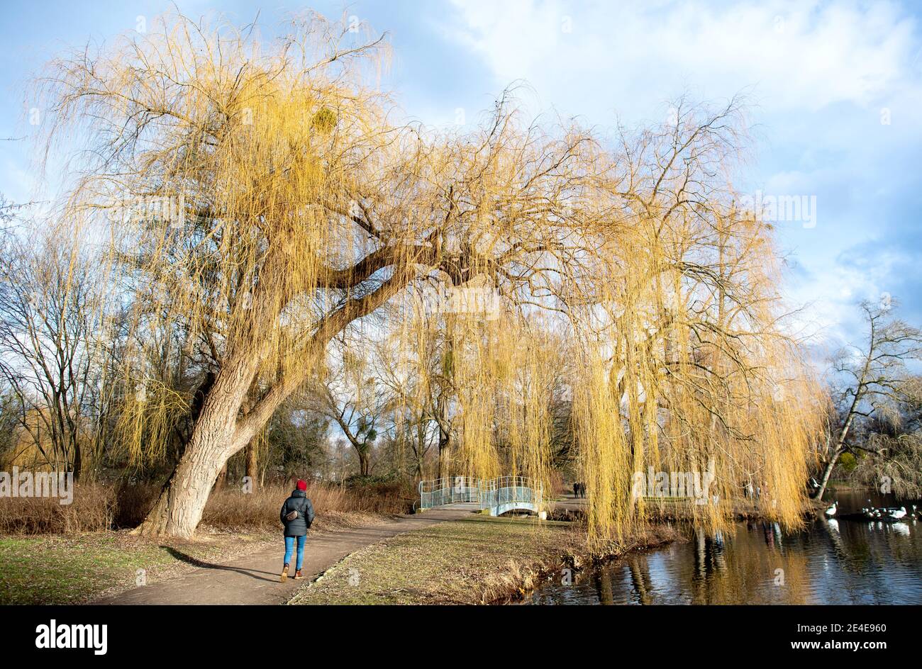 Under the willow tree hi-res stock photography and images - Alamy