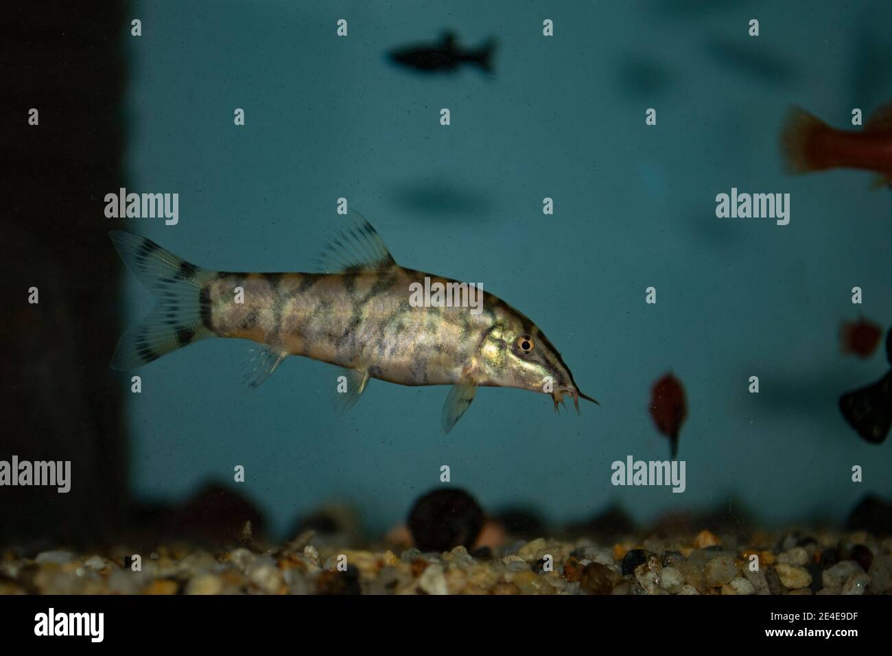 Loach fish hi-res stock photography and images - Alamy