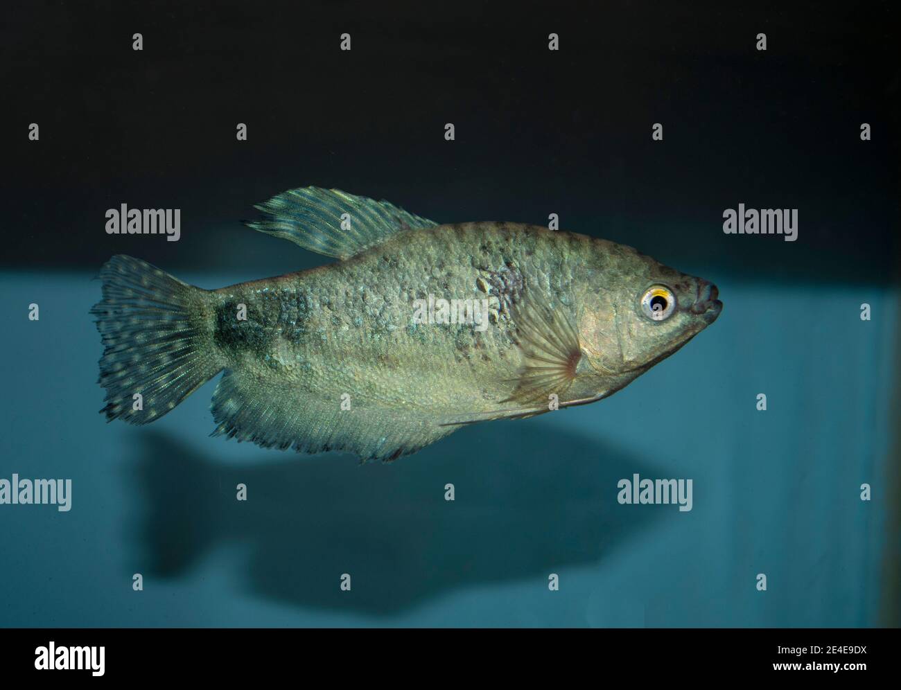 Tropical blue Gourami fish Trichogaster in aquarium Stock Photo - Alamy